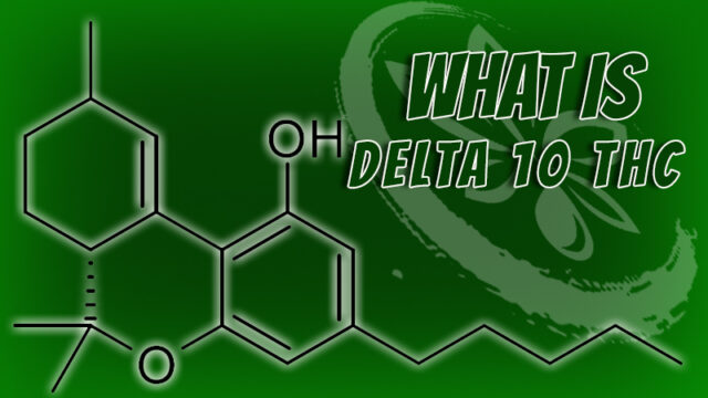 What are Delta 10 gummies? The best Delta 10 THC gummies available in ...
